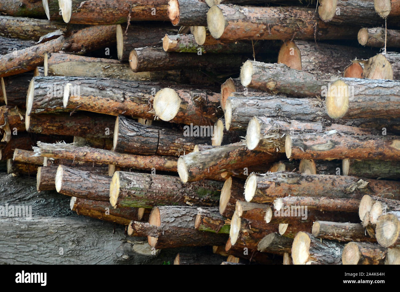 Largest forest in yorkshire hi-res stock photography and images - Alamy