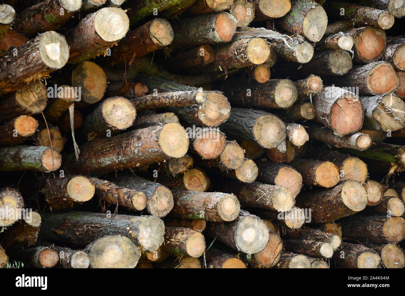 Timber production forest hi-res stock photography and images - Alamy