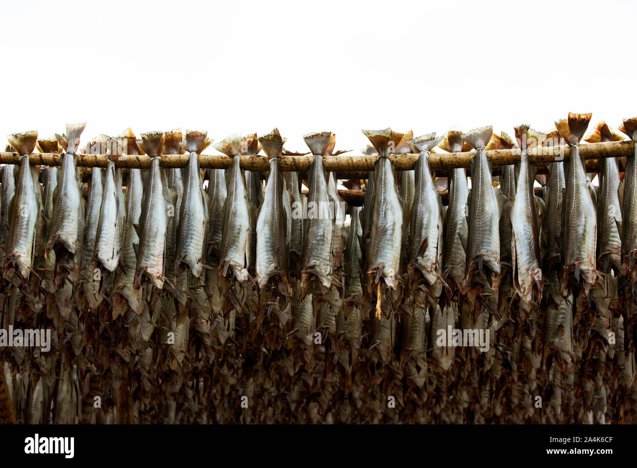 Drying fish in RÂØst Stock Photo - Alamy
