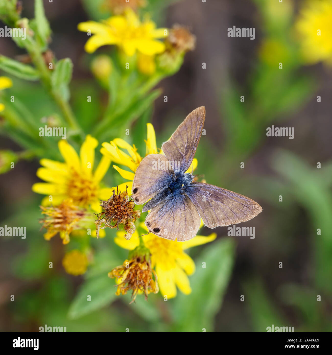 Late Autumn butterfly. Lampides boeticus ie Pea blue or Long tailed ...