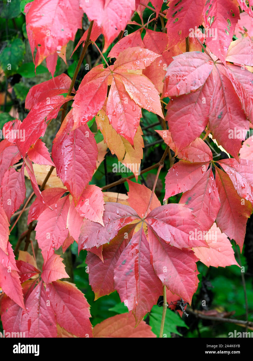 Bright red autumn leaves of Virginia creeper, Parthenocissus ...