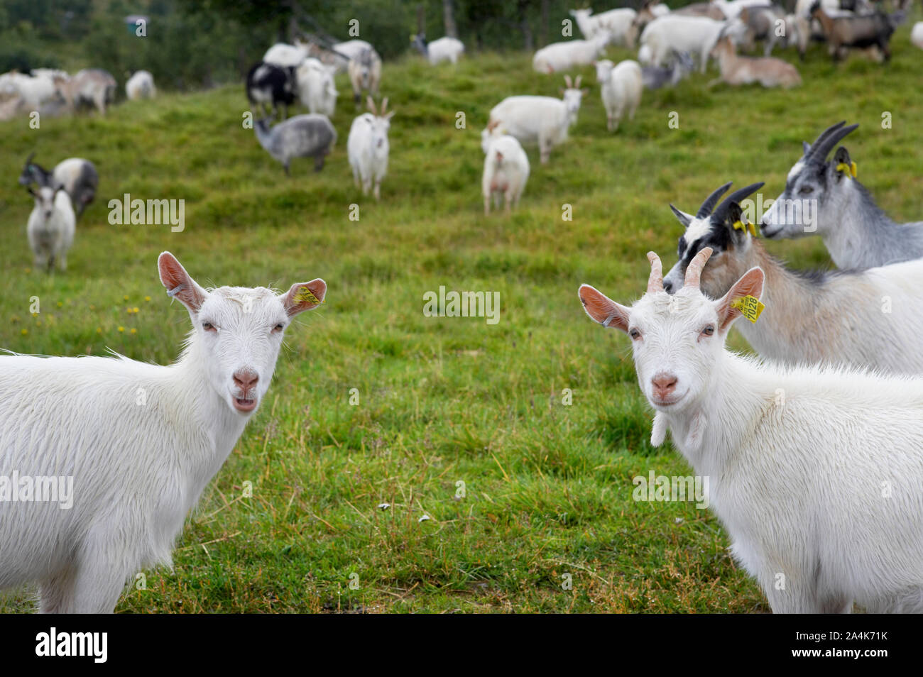 Goats in Norway Stock Photo - Alamy