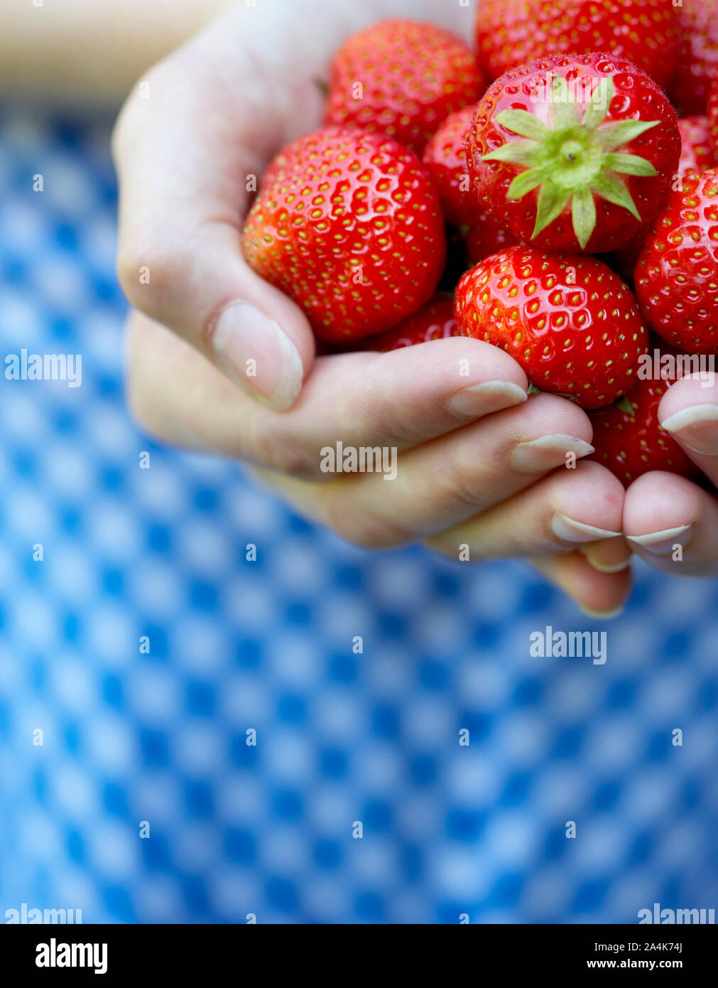 Strawberries in a hand Stock Photo - Alamy