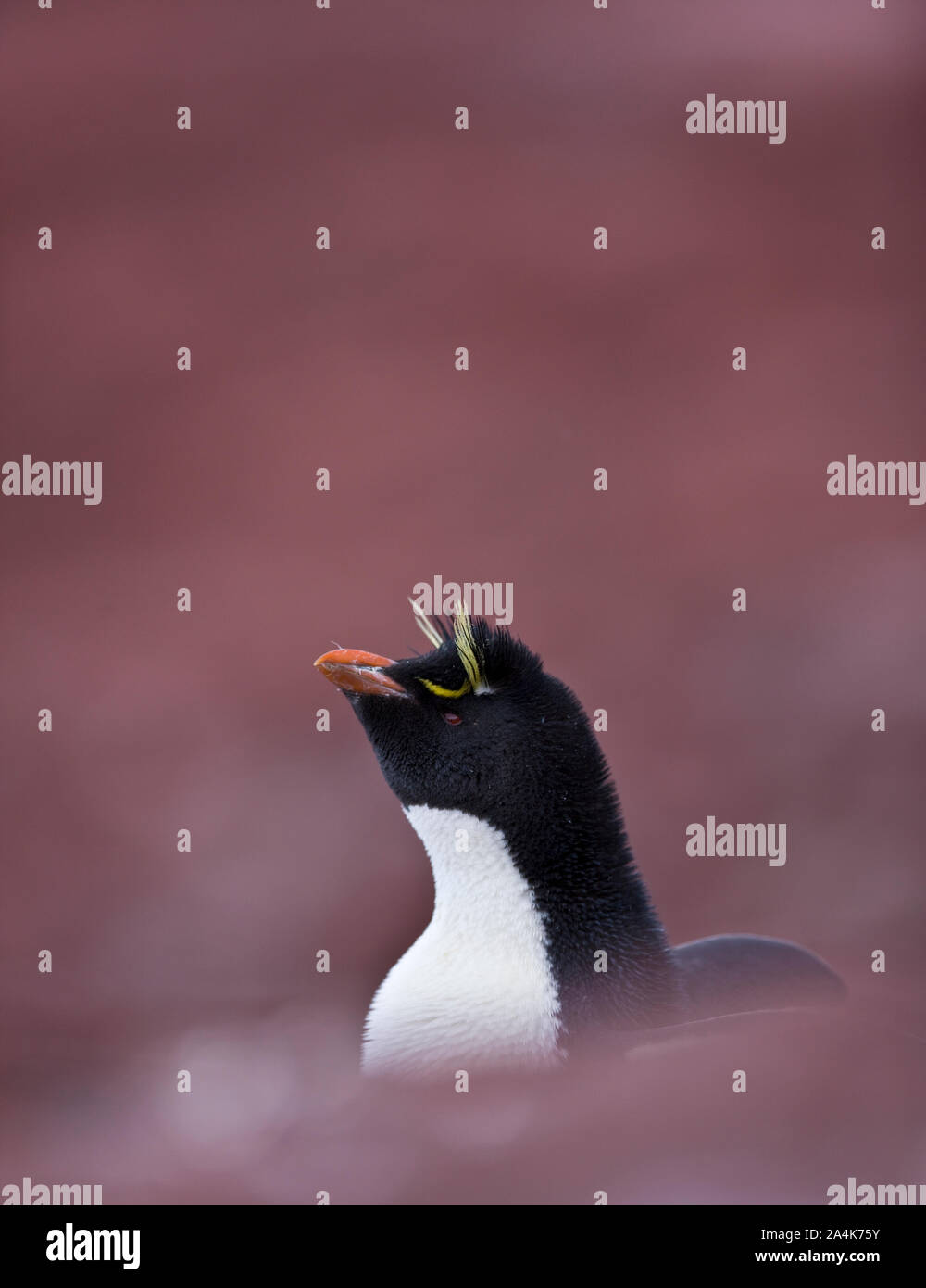 Pingüino de rockhopper hi-res stock photography and images - Alamy