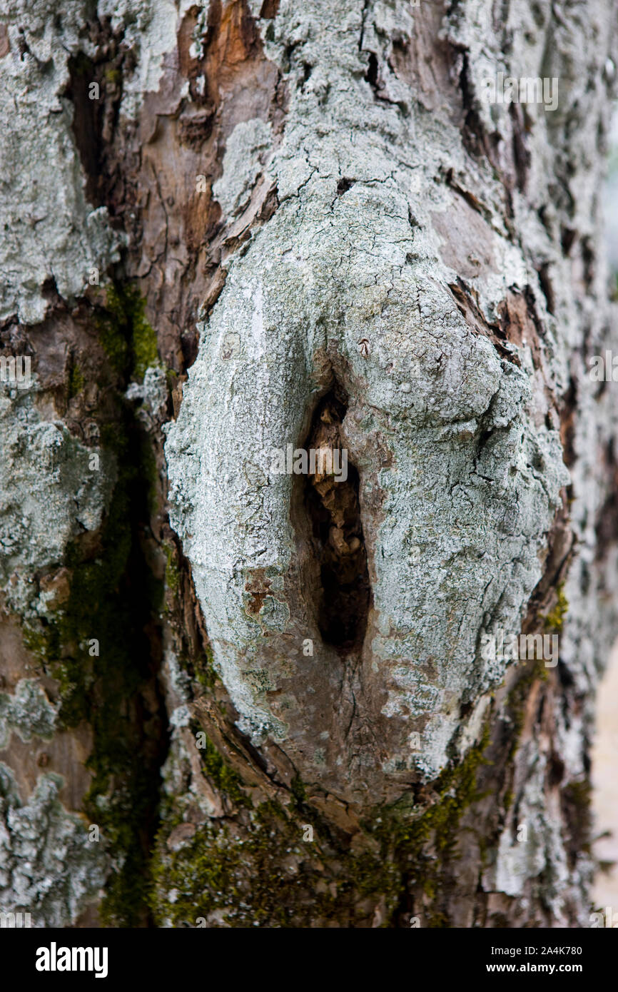 Close up details tree hi-res stock photography and images - Alamy