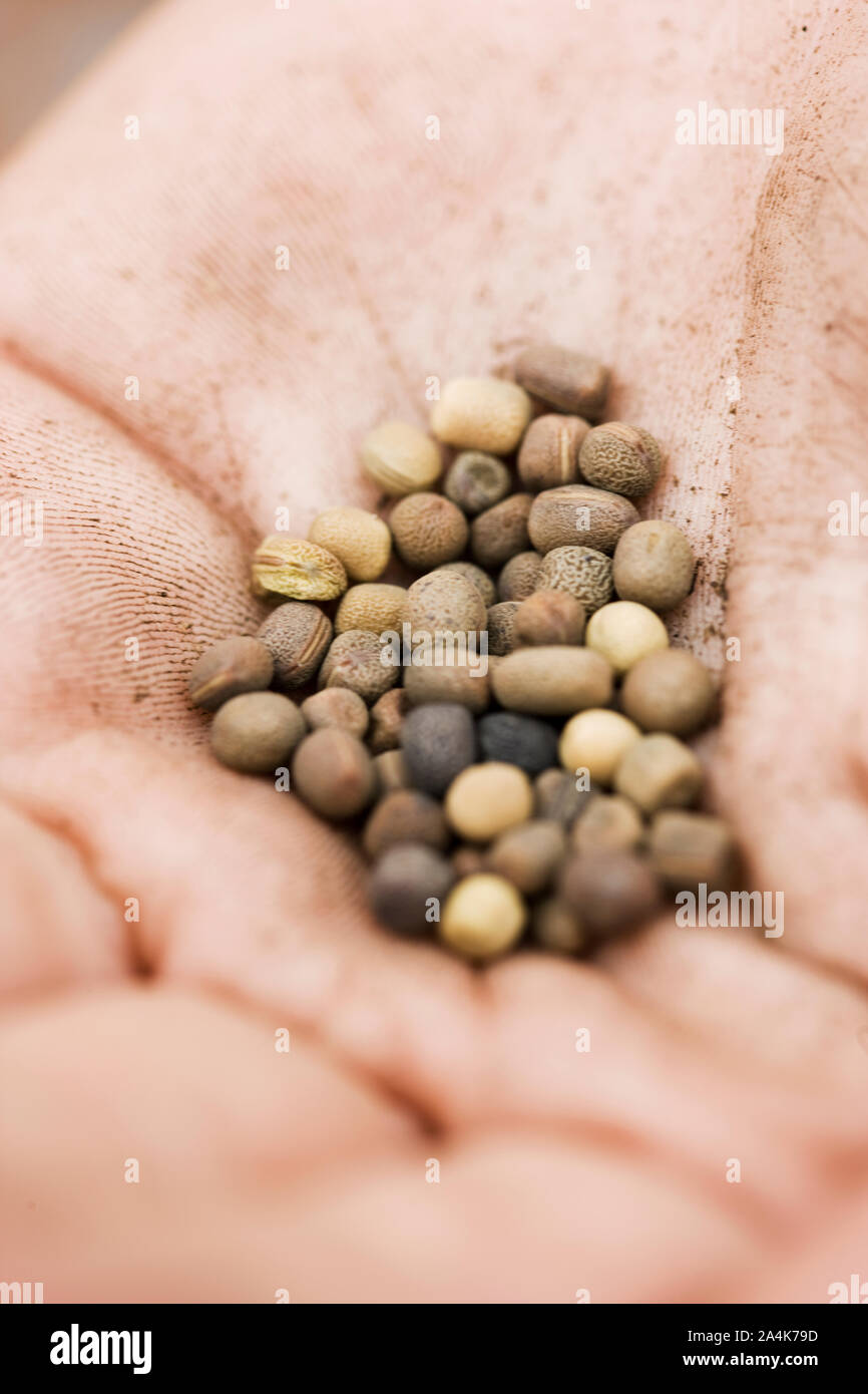 Seeds - growth Stock Photo - Alamy