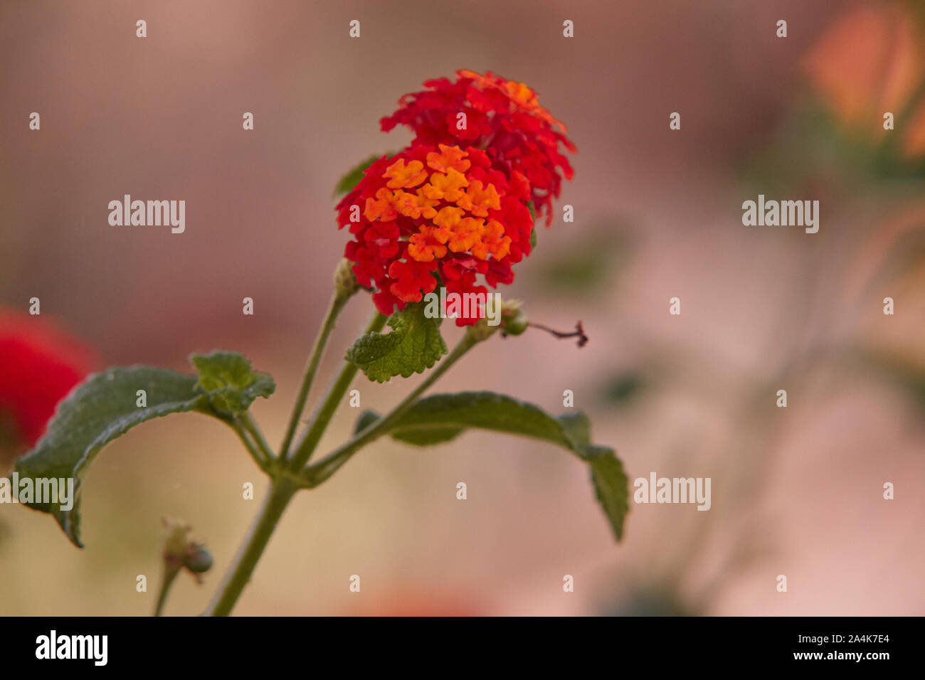 Mediterranean red flower #3 Stock Photo - Alamy