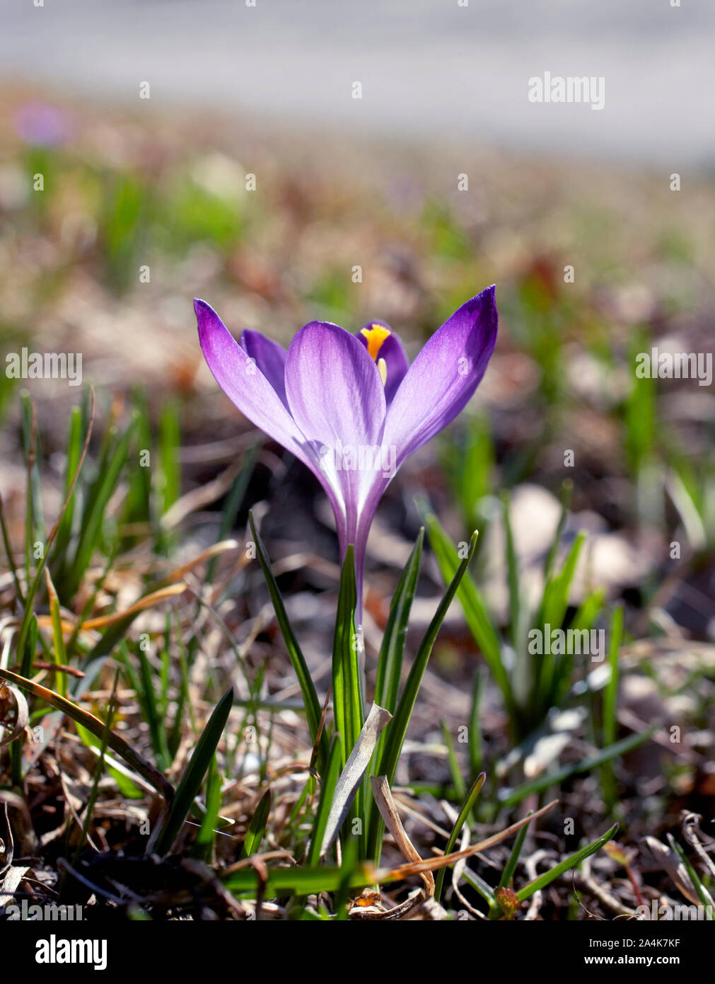 Seasons spring hi-res stock photography and images - Alamy