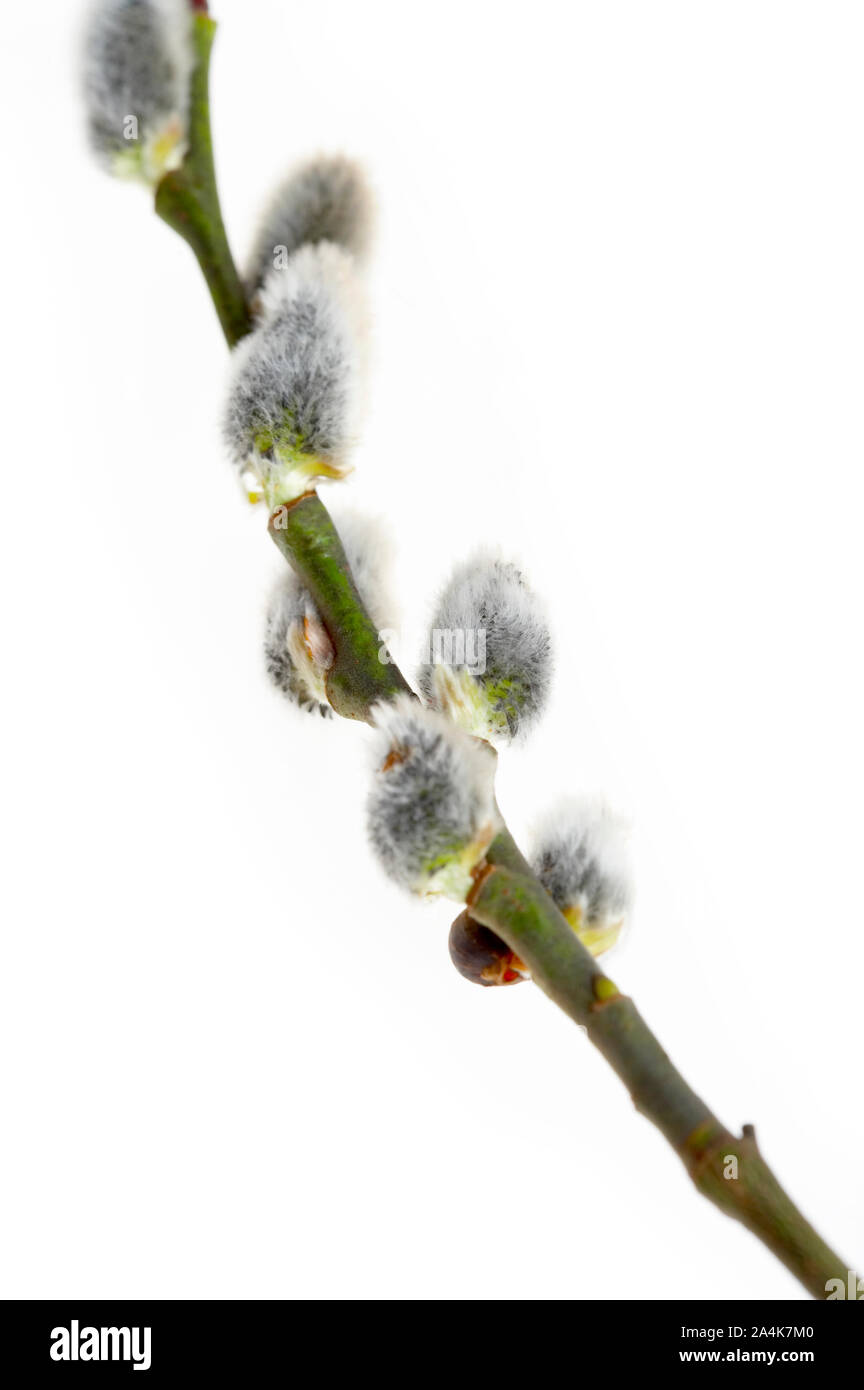Trees catkins hi-res stock photography and images - Alamy