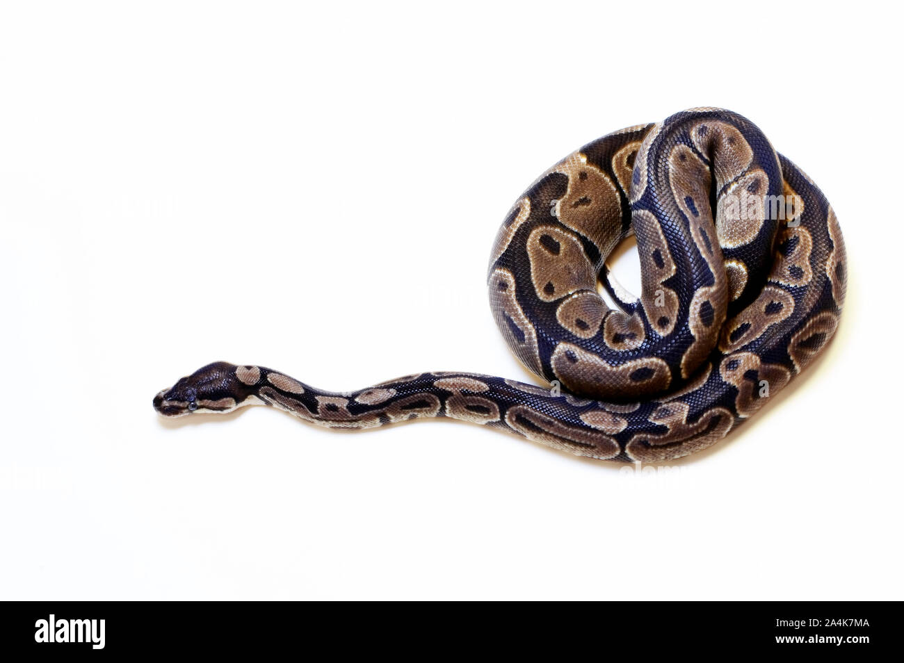 Snakes form hi-res stock photography and images - Alamy