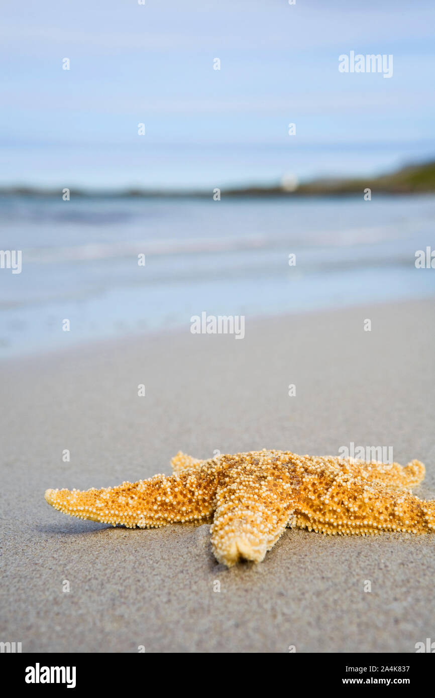 Starfish on beach in Norway Stock Photo - Alamy