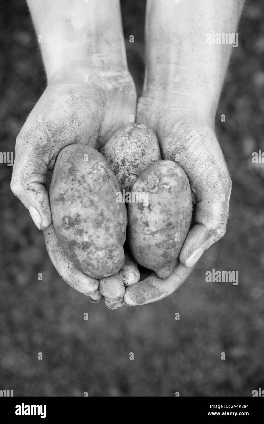 How to potatoes Black and White Stock Photos & Images - Alamy