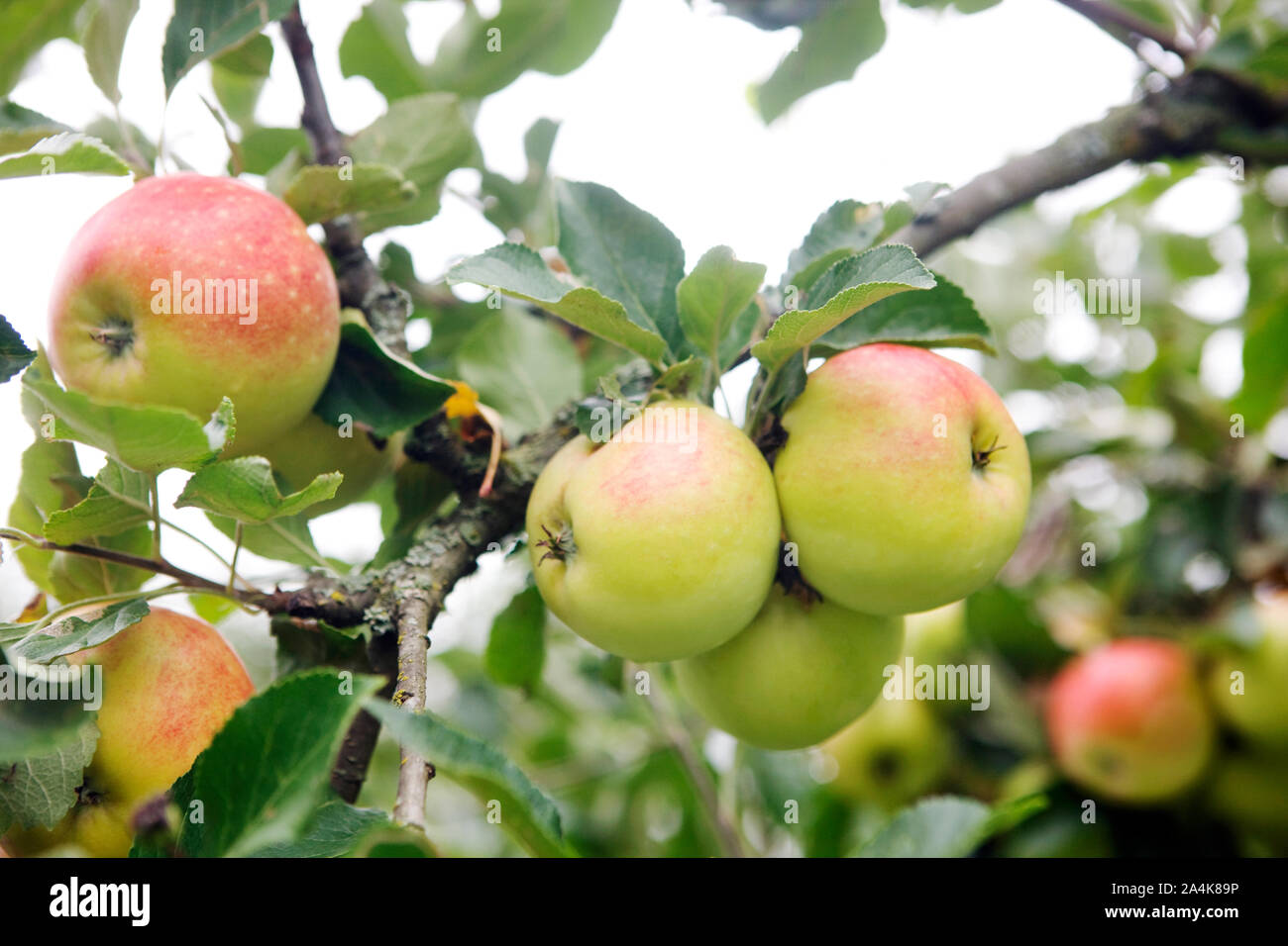 Fall agriculture hi-res stock photography and images - Alamy