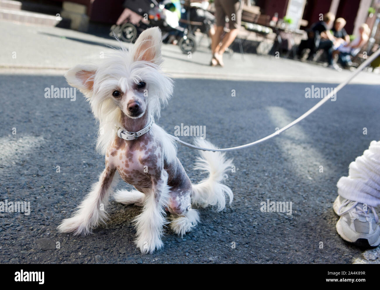 Fashion dog on pavement Stock Photo - Alamy