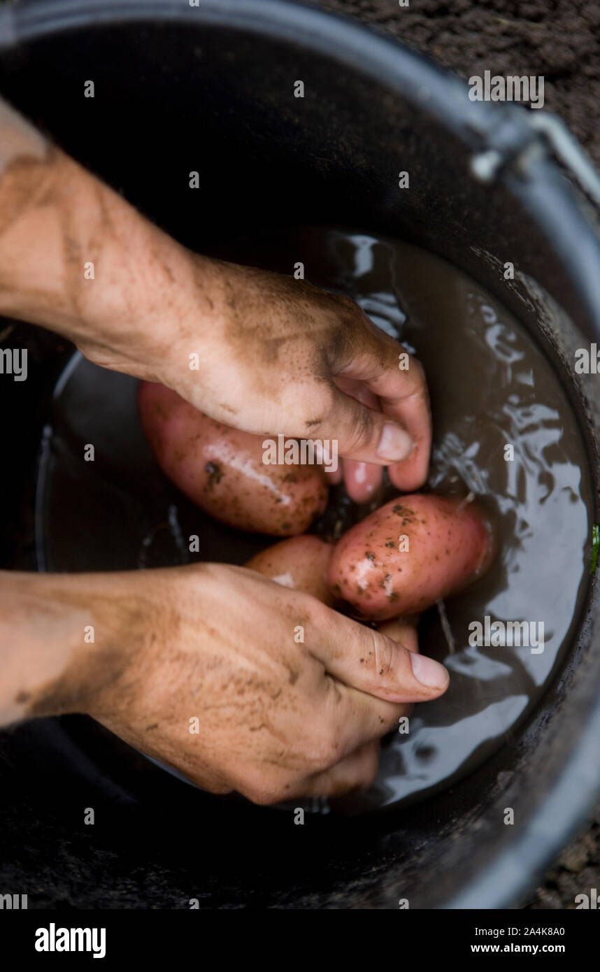 Washing potatoes hi-res stock photography and images - Alamy