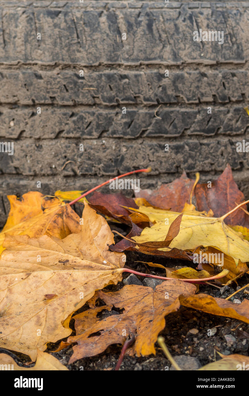 Tire tread leaf hi-res stock photography and images - Alamy