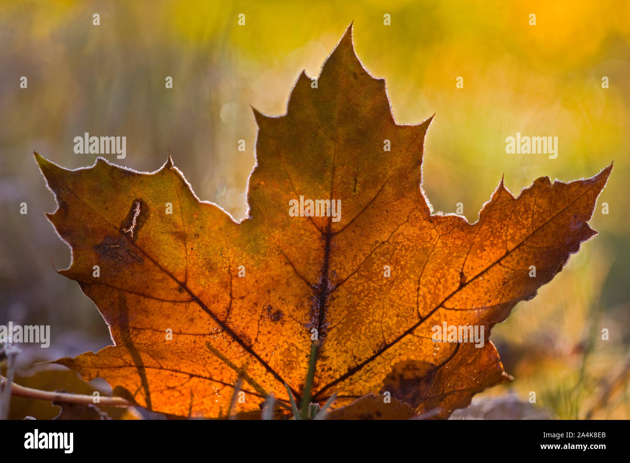Maple tree leaf Stock Photo - Alamy