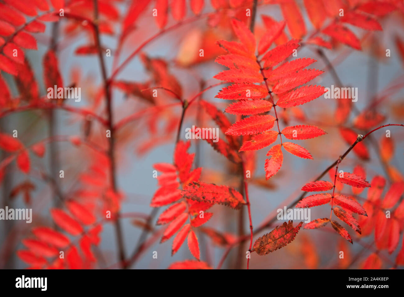 Rowanberry hi-res stock photography and images - Alamy