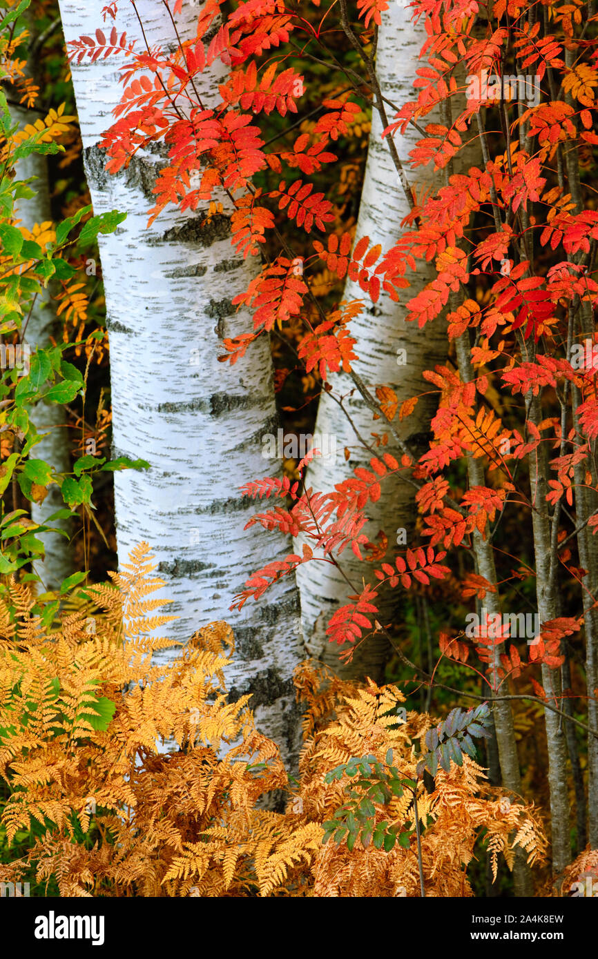 Rowanberry hi-res stock photography and images - Alamy