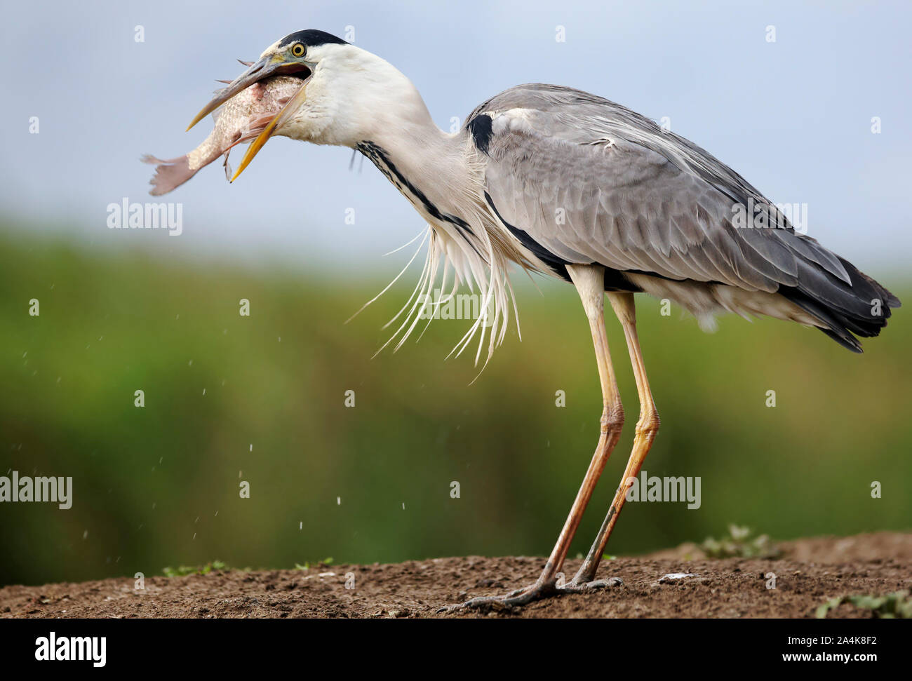 Fish eating birds hi-res stock photography and images - Alamy