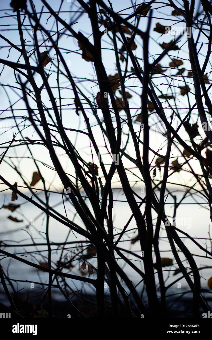 Branches details hi-res stock photography and images - Alamy