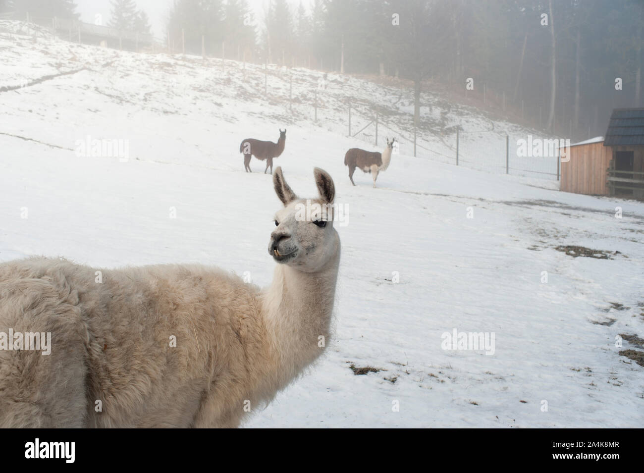Llama Animals In Snow Stock Photo - Alamy