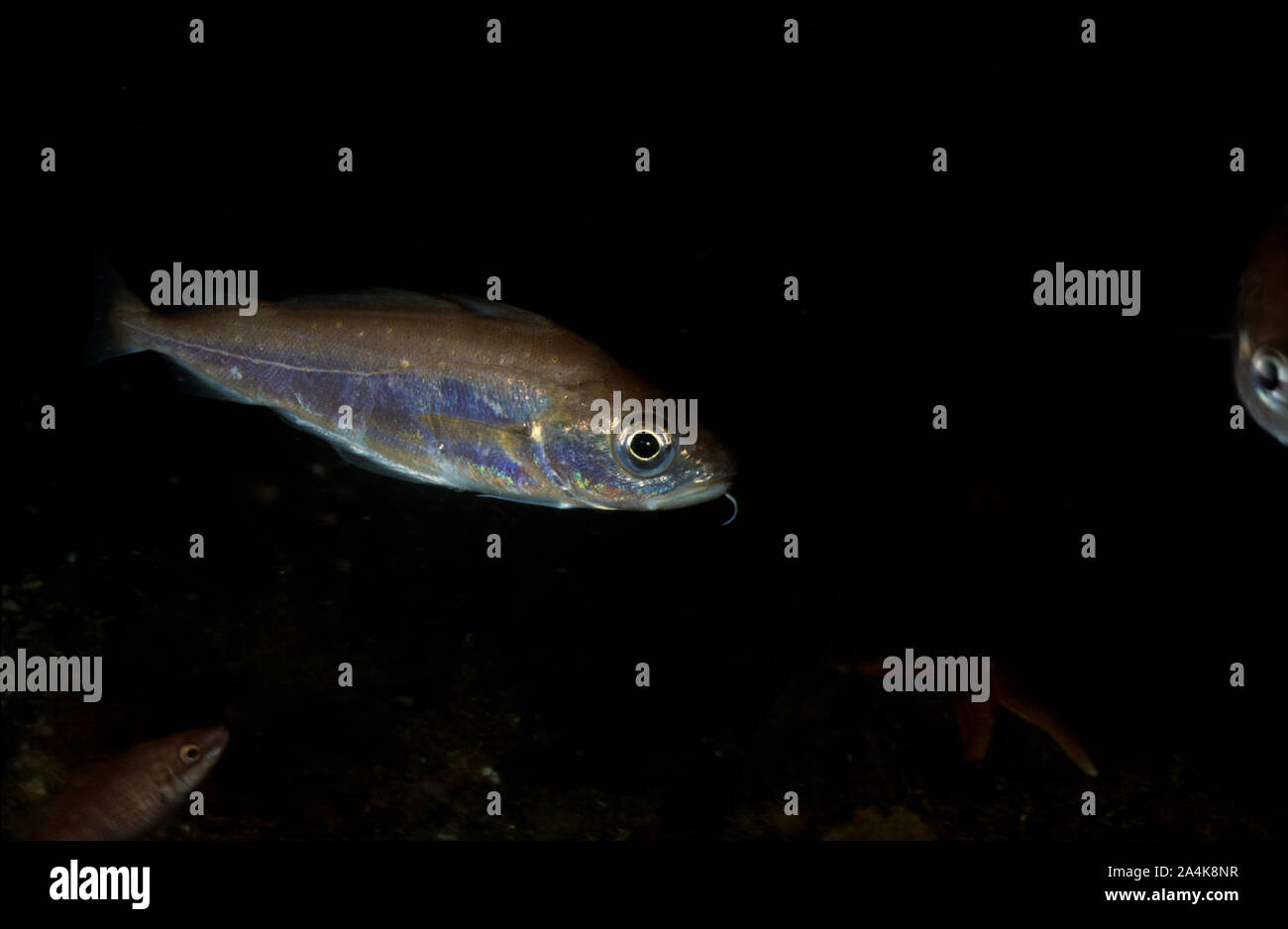 Poor cod (Trisopterus minutus Stock Photo - Alamy