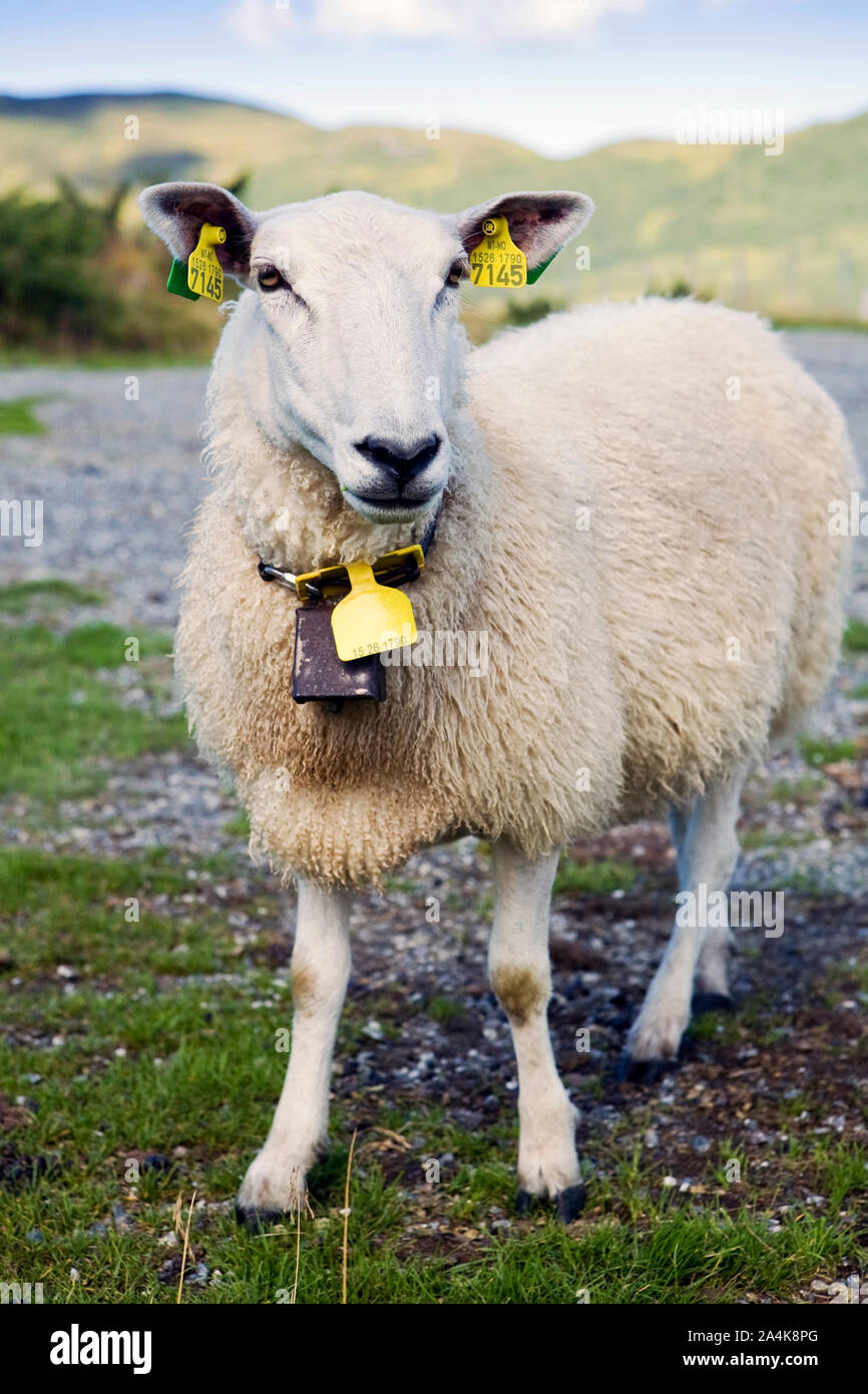 Dyrkorn hi-res stock photography and images - Alamy