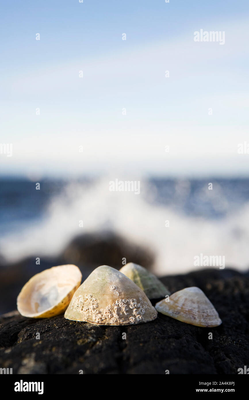 Mussels by the sea Stock Photo - Alamy