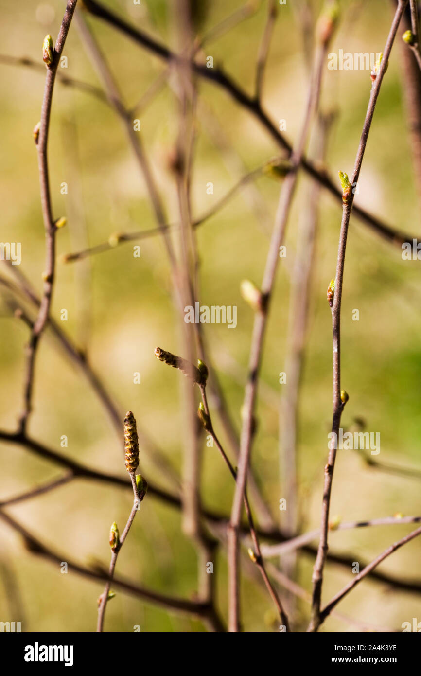 Birch seeds hi-res stock photography and images - Alamy