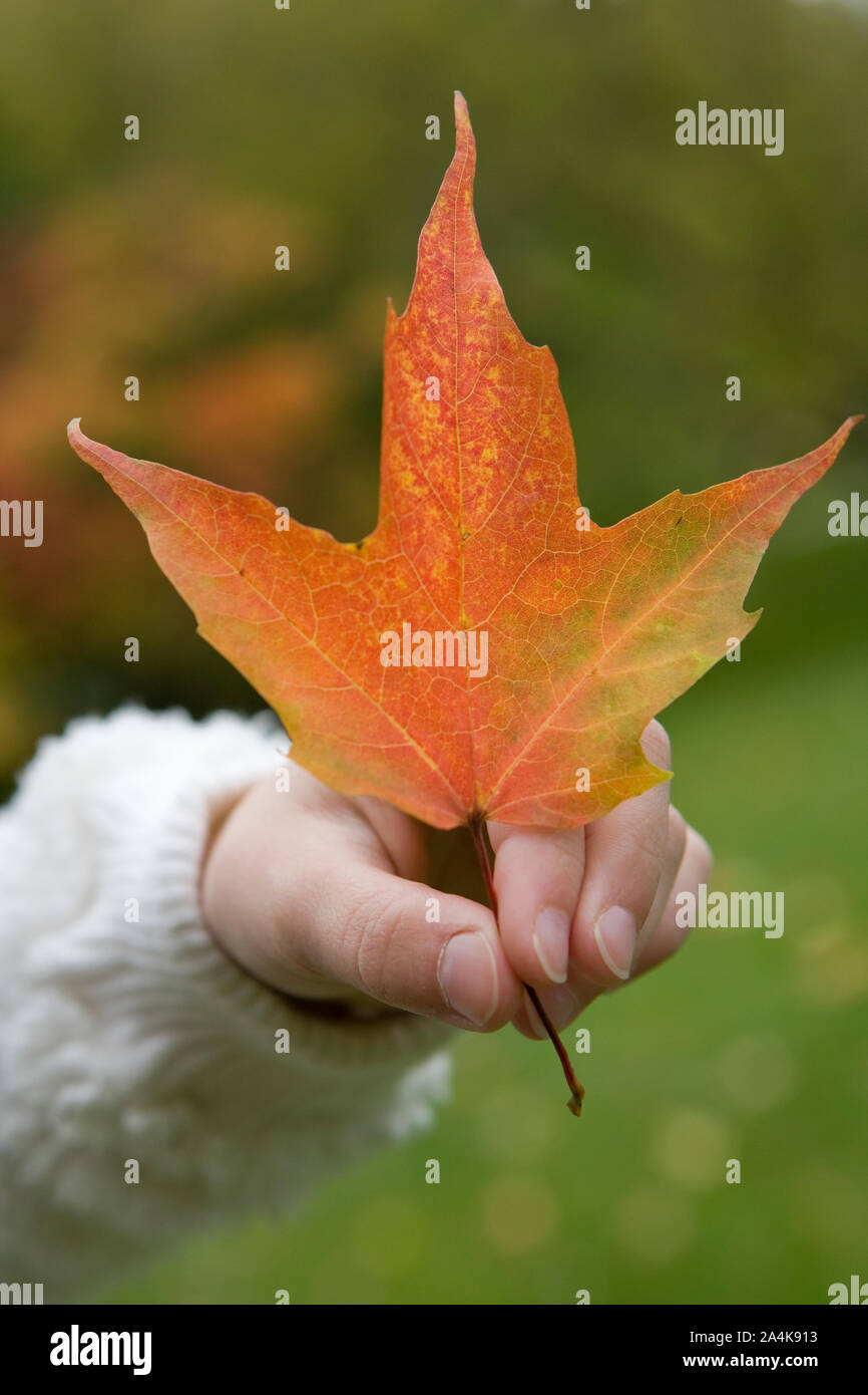 Hand holding maple leaf Stock Photo - Alamy