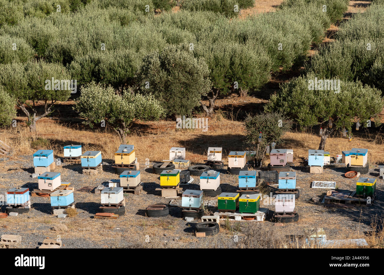 Kato Gouves, Crete, Greece. October 2019. Olive trees and bee hives on ...