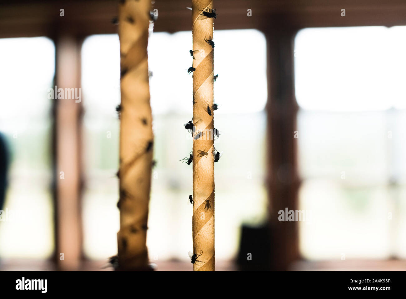Flies on flypaper hi-res stock photography and images - Alamy