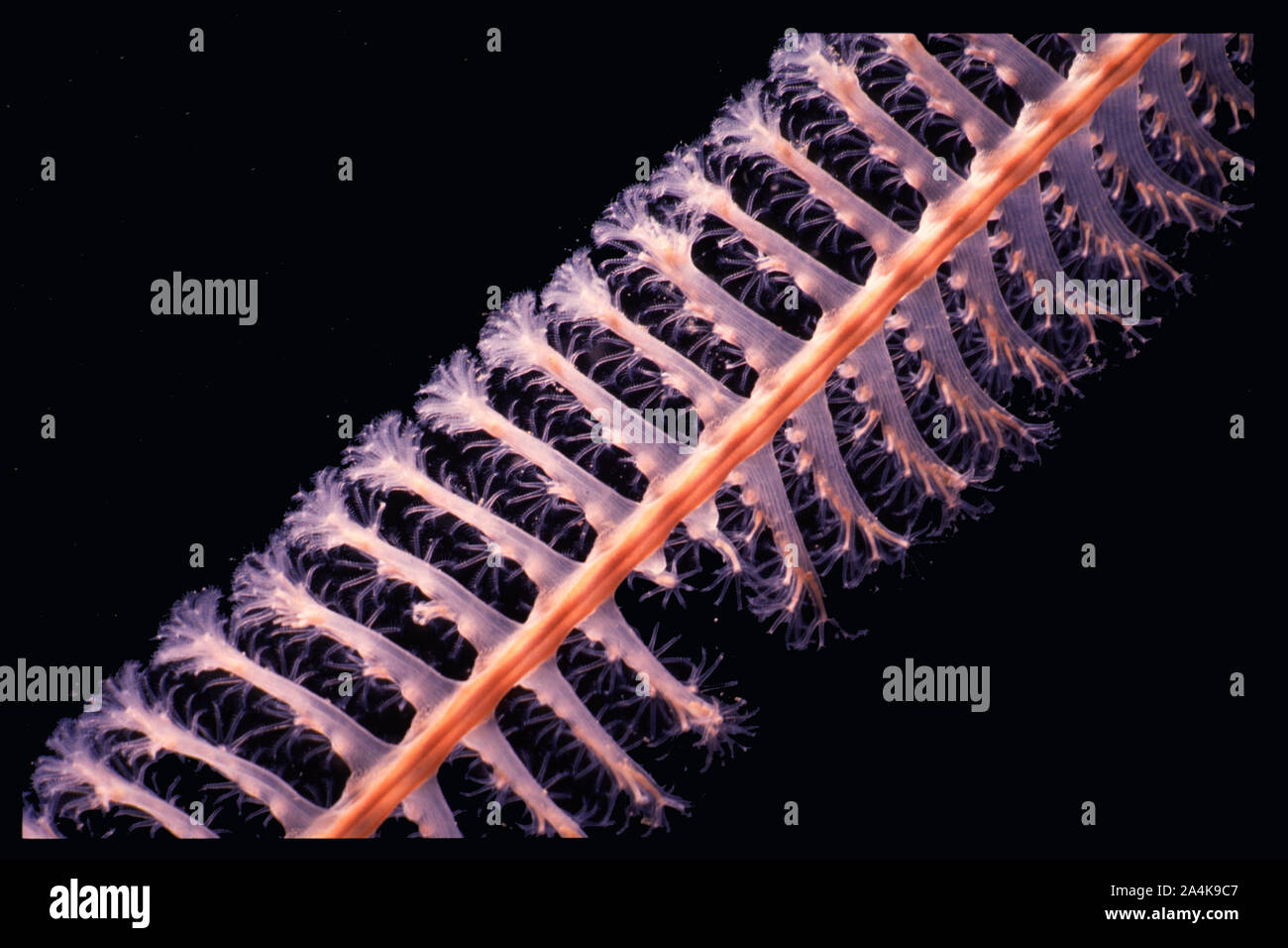 Virgularia hi-res stock photography and images - Alamy