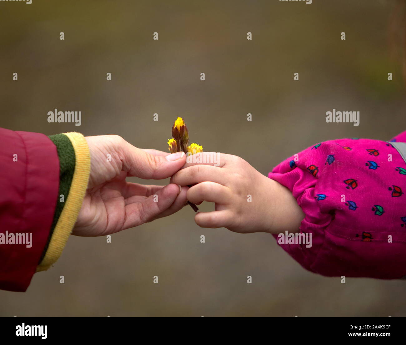 Child giving a flower Stock Photo - Alamy