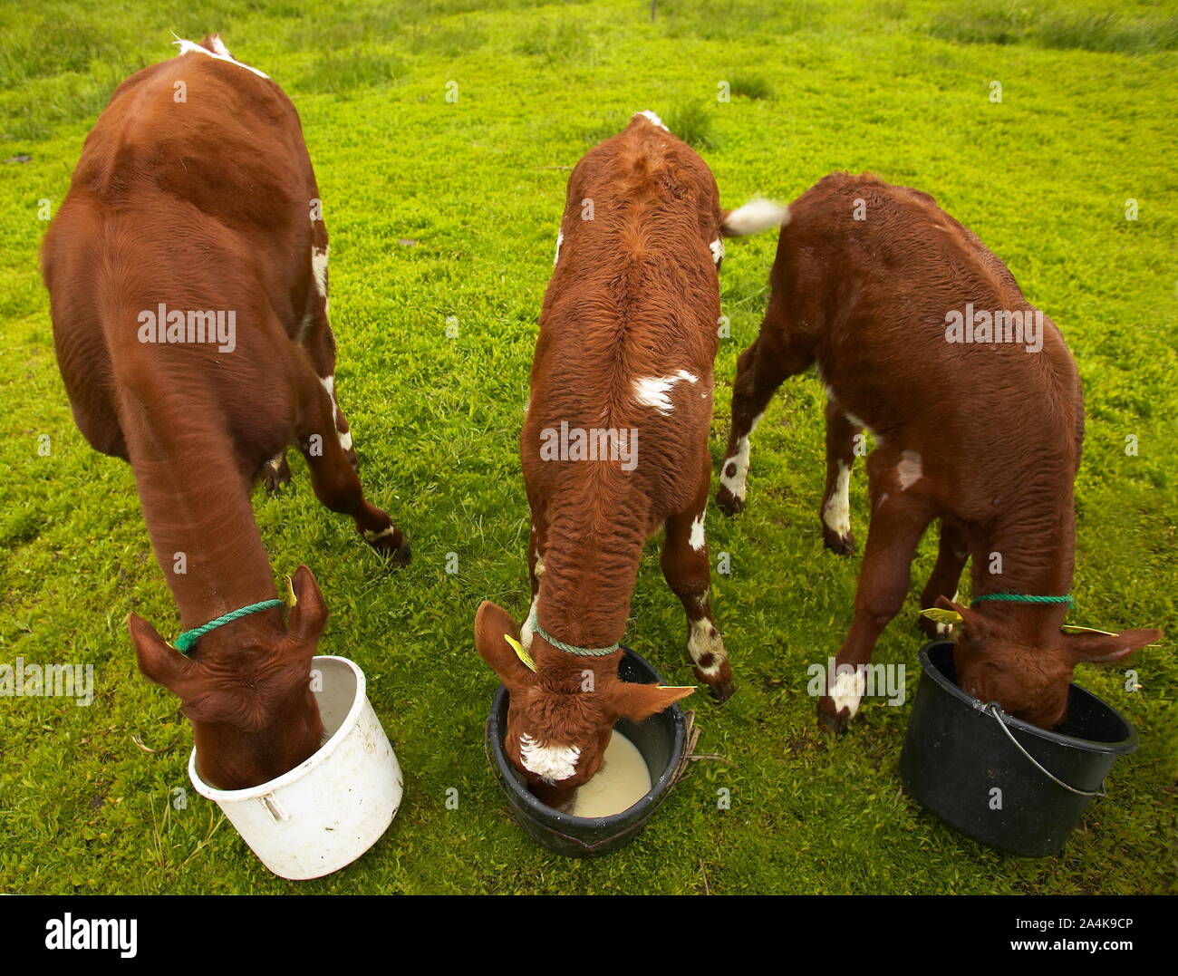 Drinking cows hi-res stock photography and images - Alamy