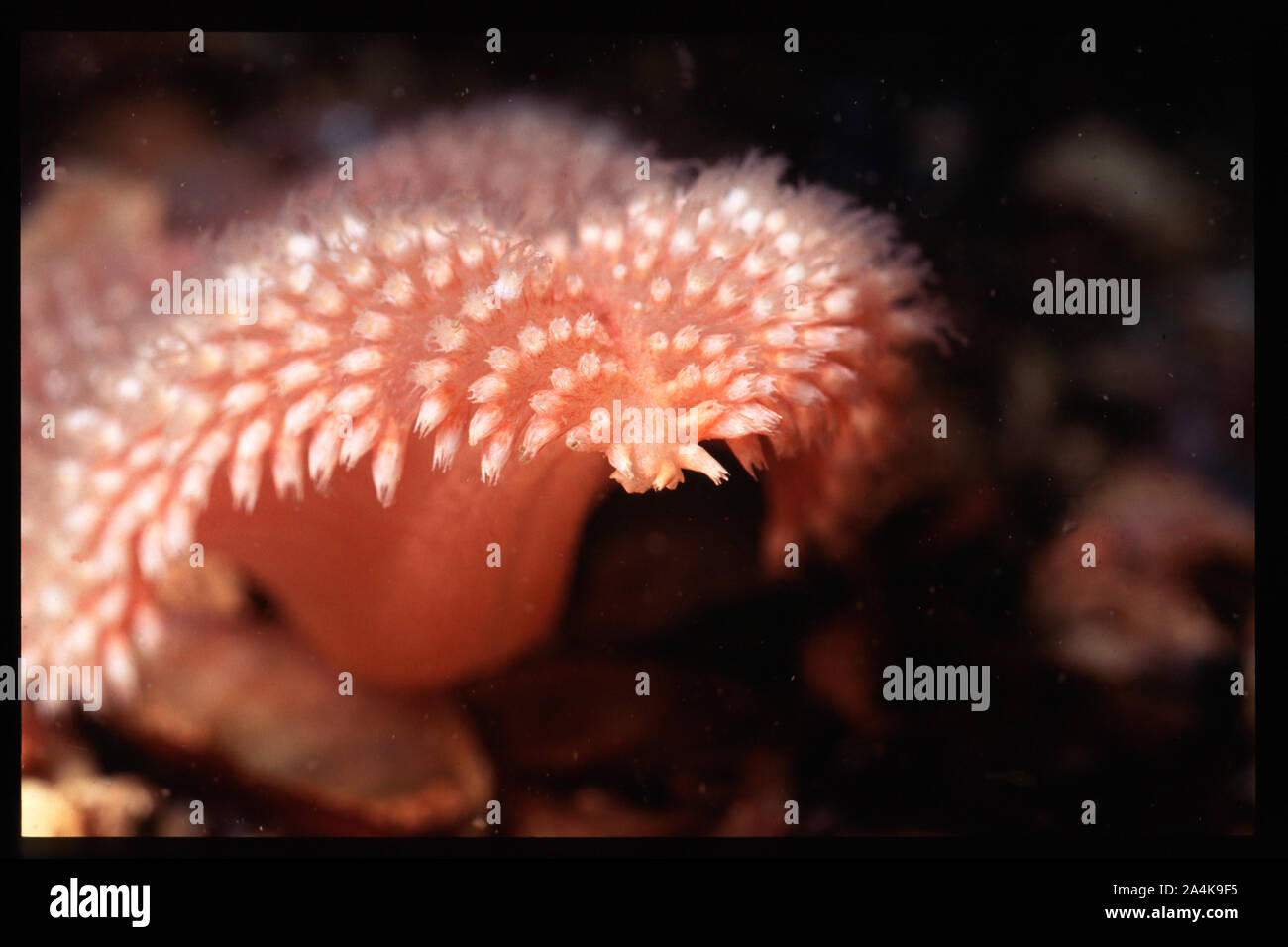 Pennatula hi-res stock photography and images - Alamy