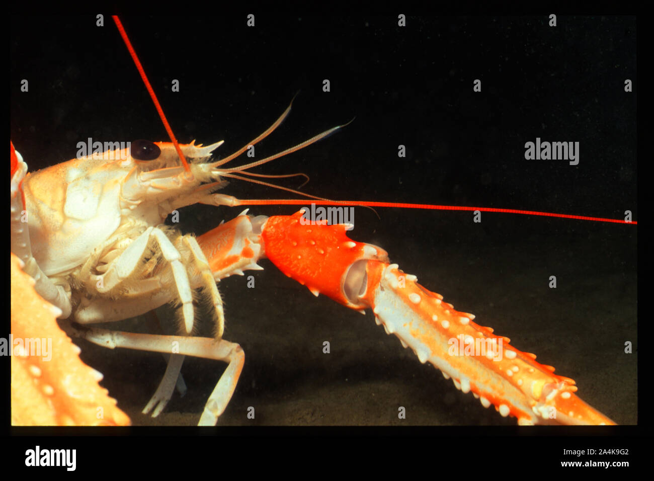 Nephrops norvegicus. Lobster Stock Photo - Alamy