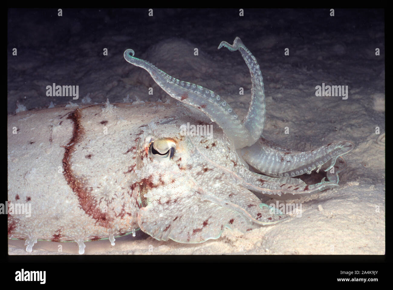 10 armed octopus in the Red Sea Stock Photo - Alamy