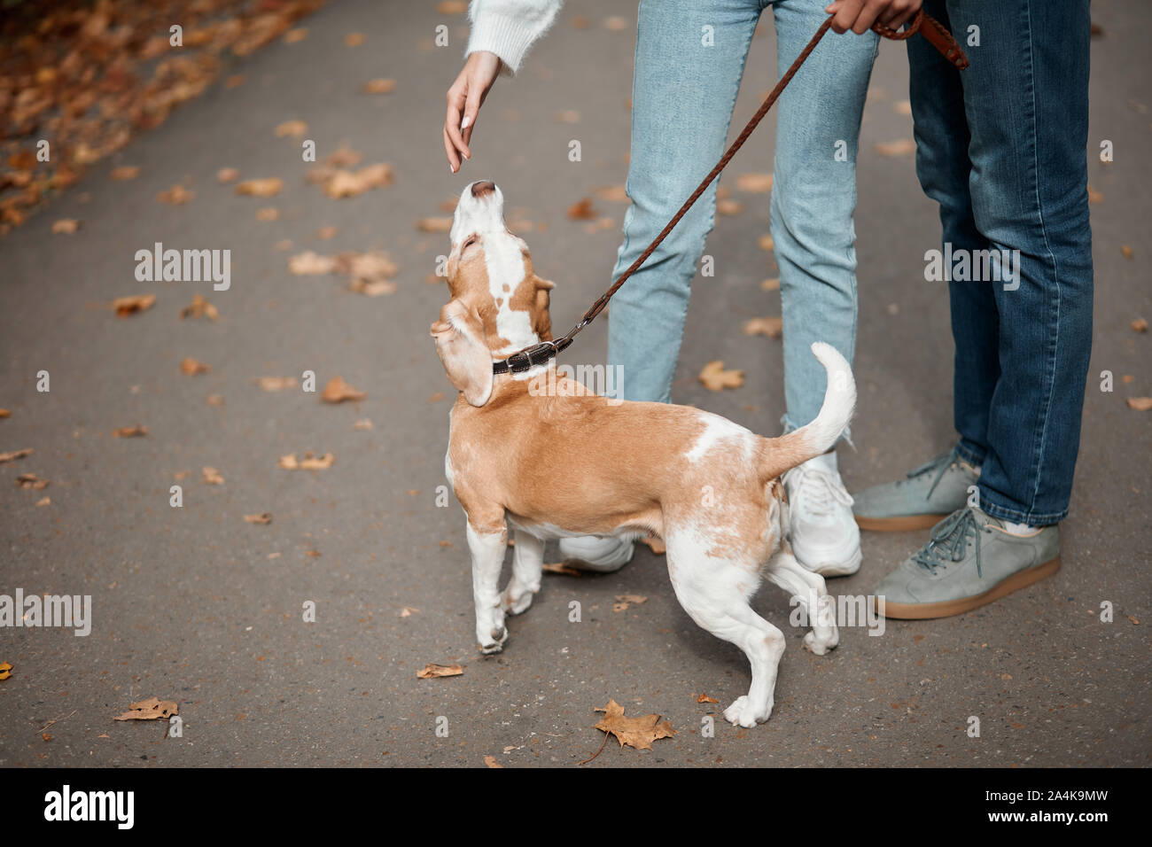 little orange and white dog smelling the palm of owner. close up ...