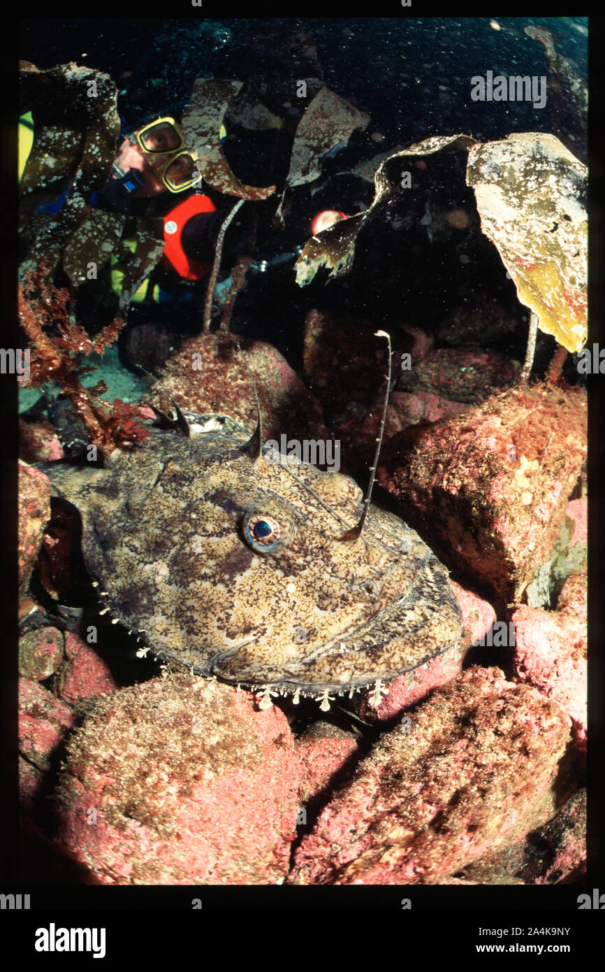 Monkfish lophius hi-res stock photography and images - Alamy