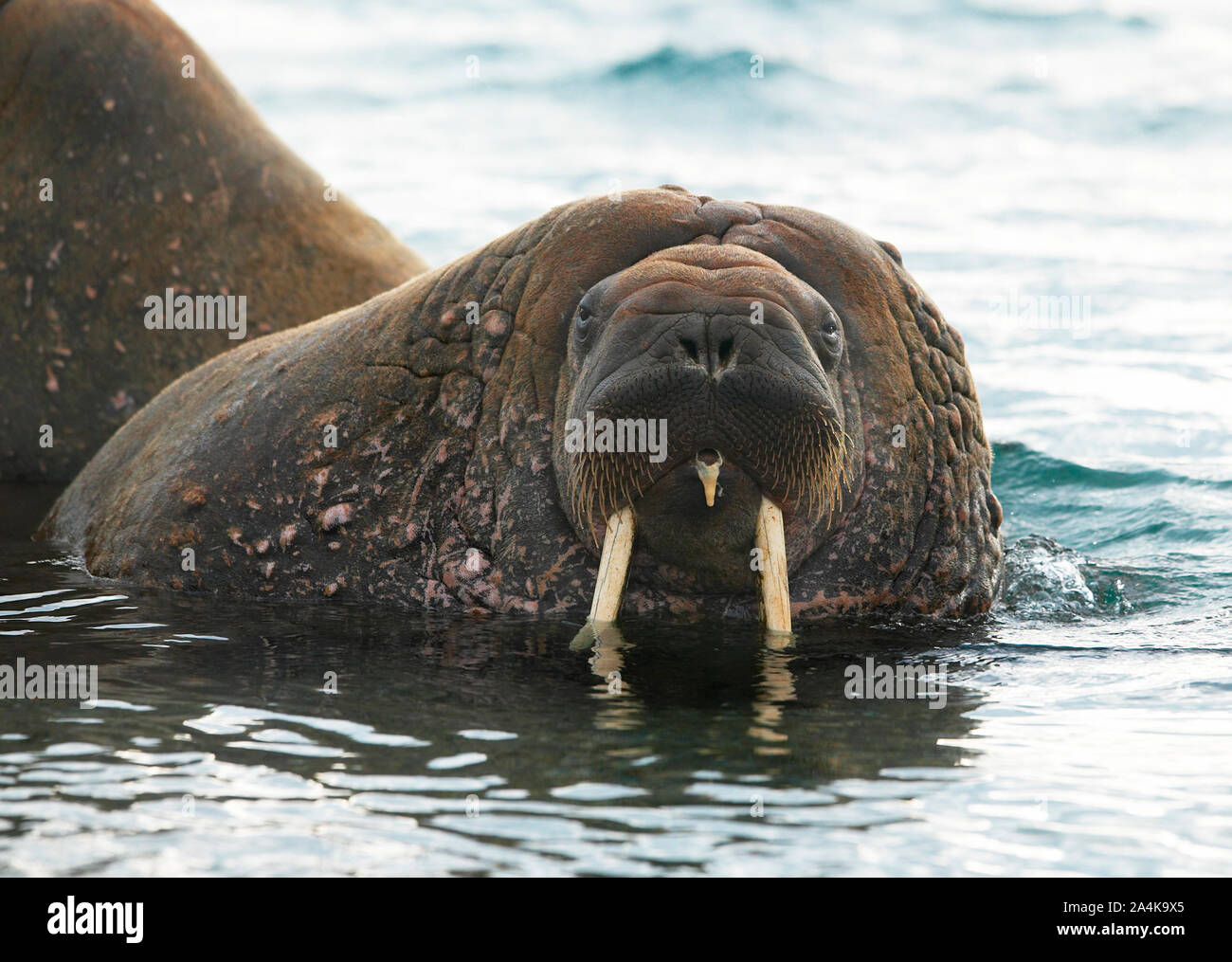 Spitsbergen Svalbard - walrus swimming - long teeth Stock Photo - Alamy