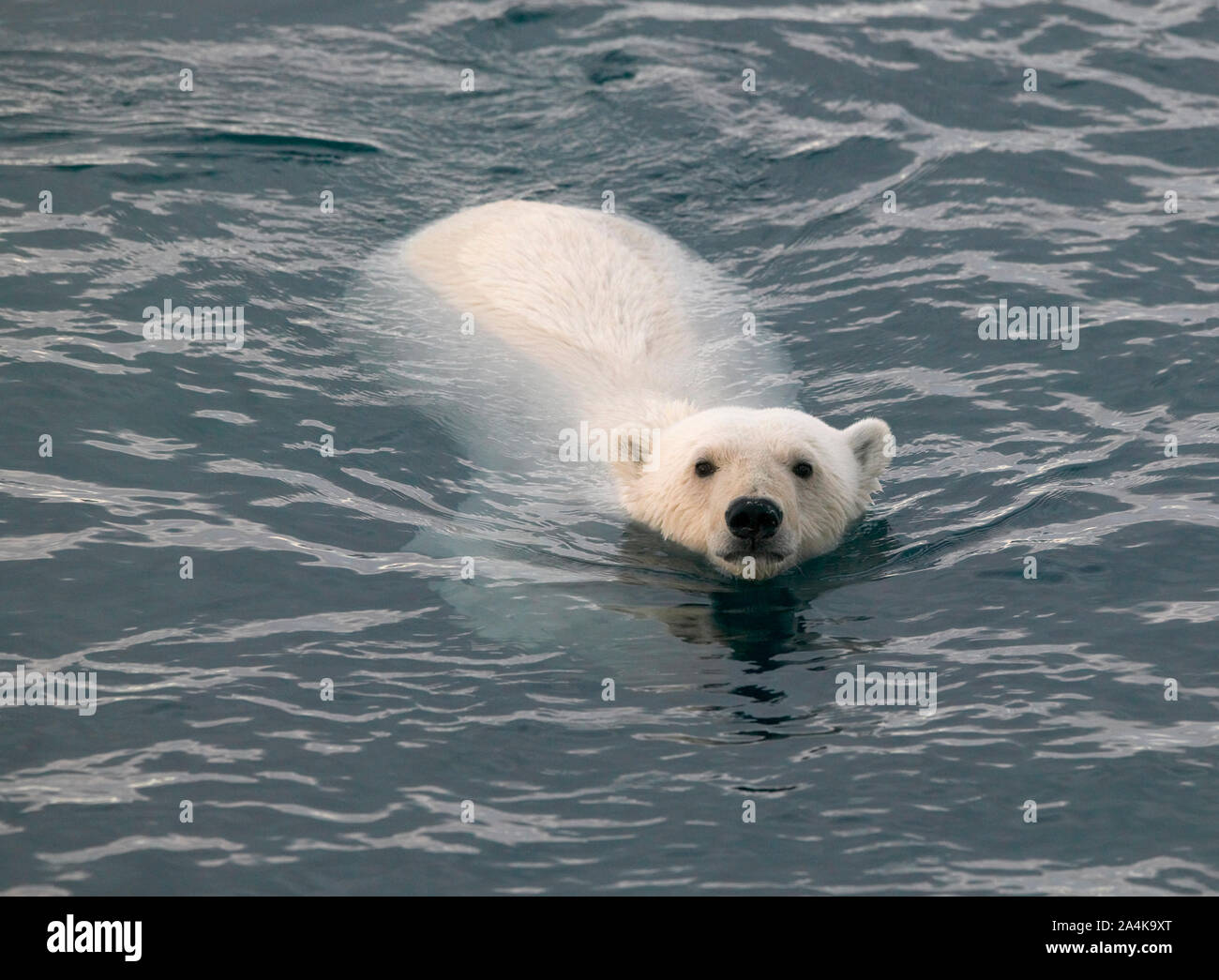 Spitsbergen Svalbard - polar bear swimming Stock Photo - Alamy