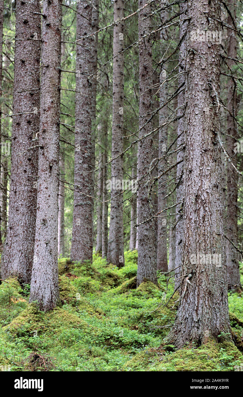 Forest in summertime Stock Photo - Alamy