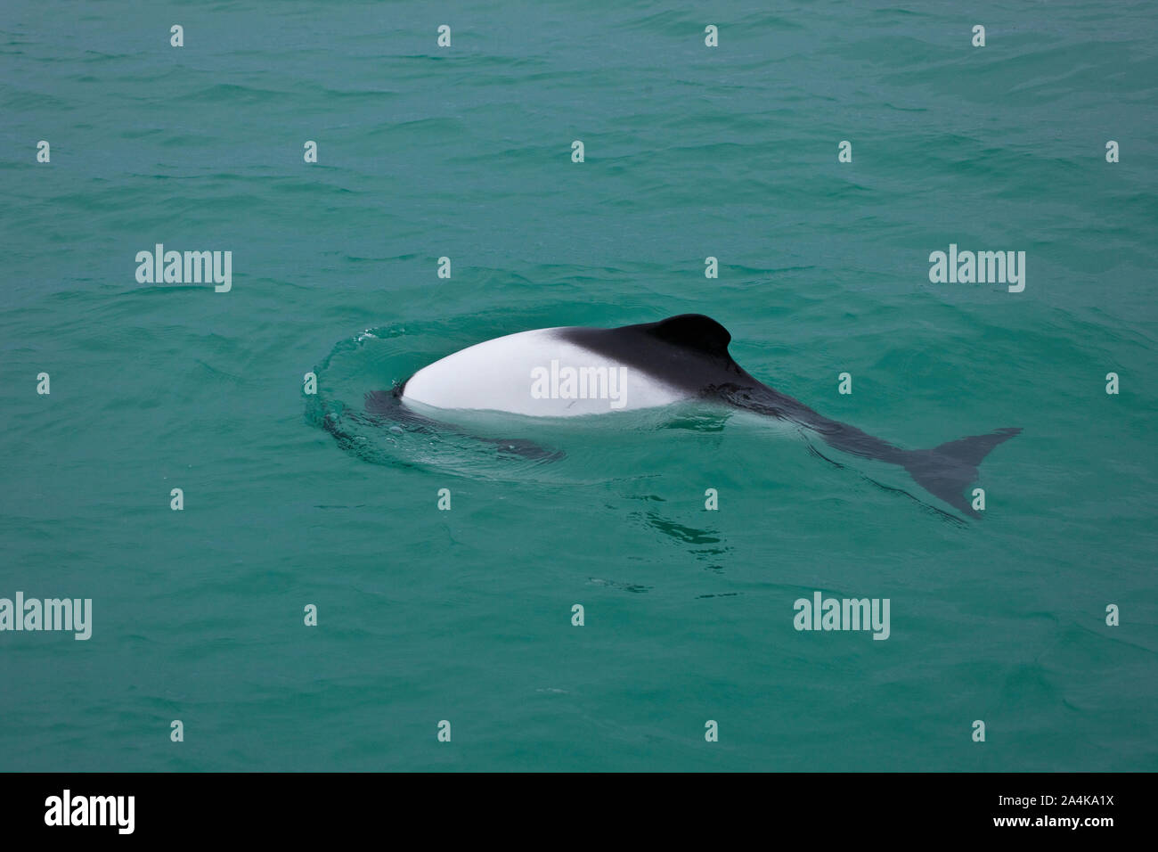 Delfin de Commerson o Tonina Overa (Cephalorhynchus commersonii),Ria ...