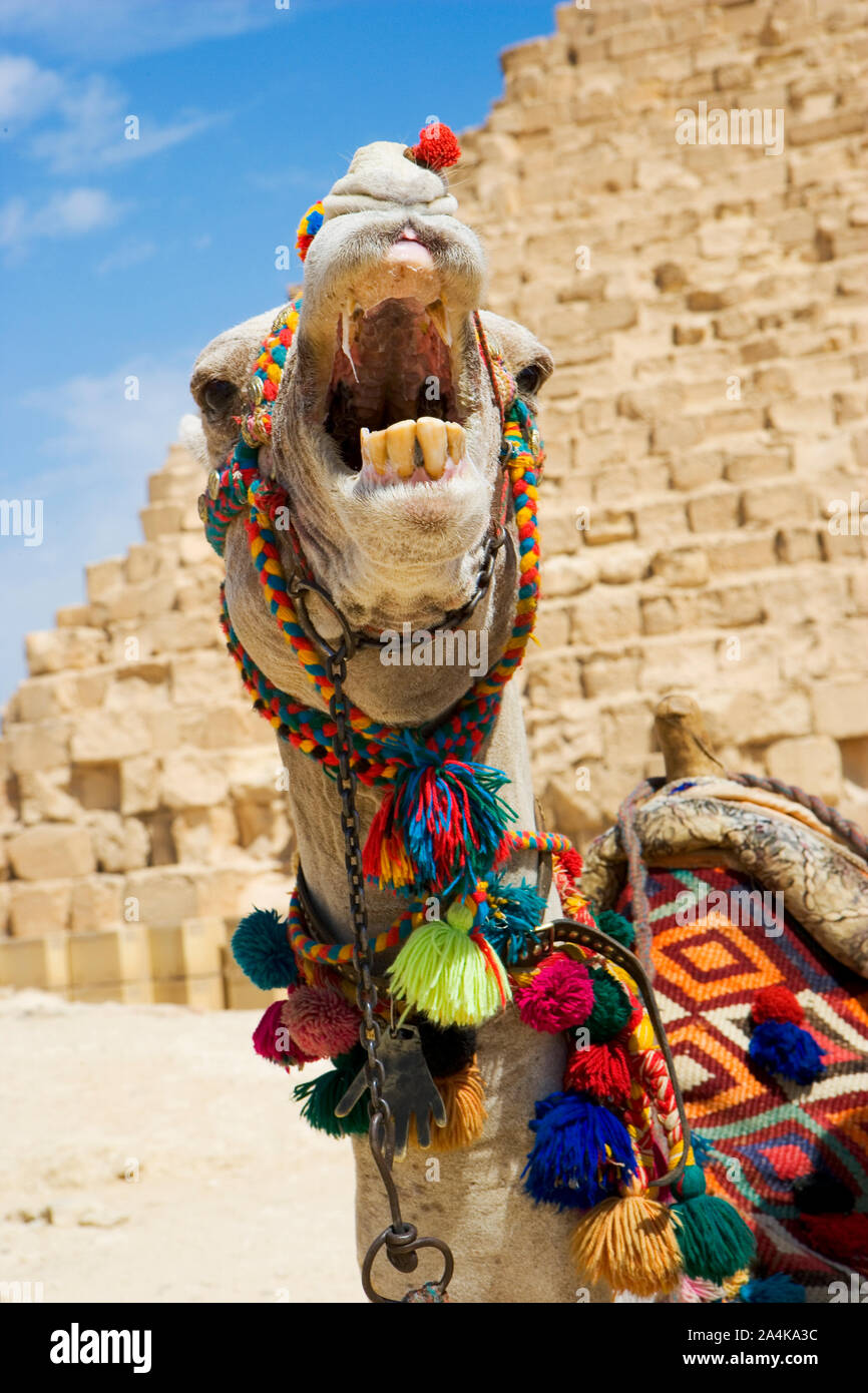 A camel at the pyramid Stock Photo - Alamy