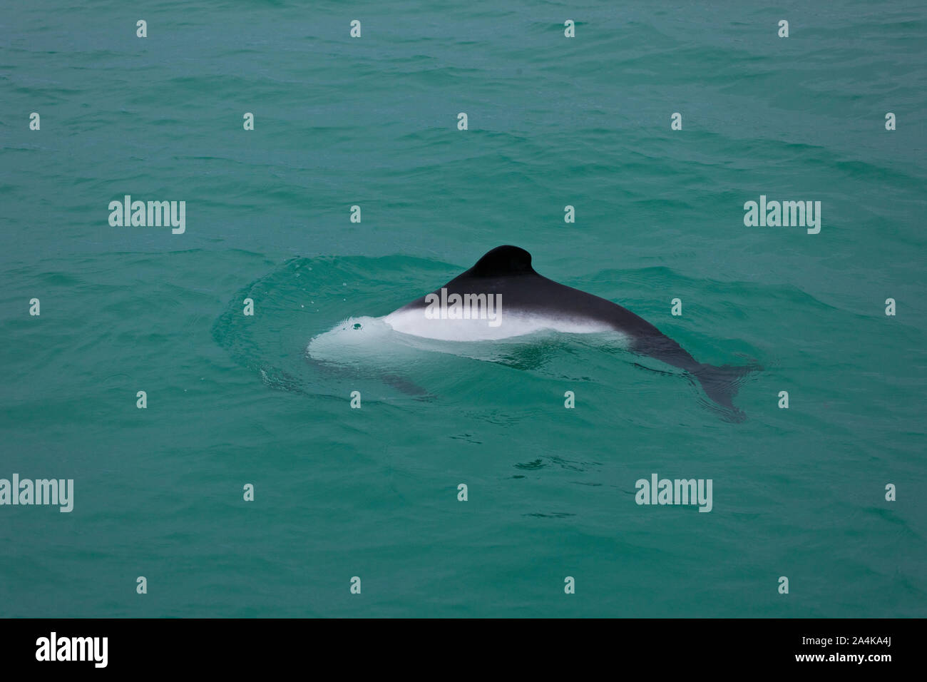 Delfin de Commerson o Tonina Overa (Cephalorhynchus commersonii),Ria ...