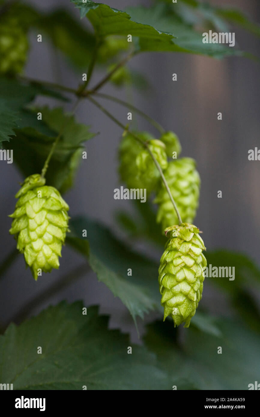 Catkins seeds hi-res stock photography and images - Alamy