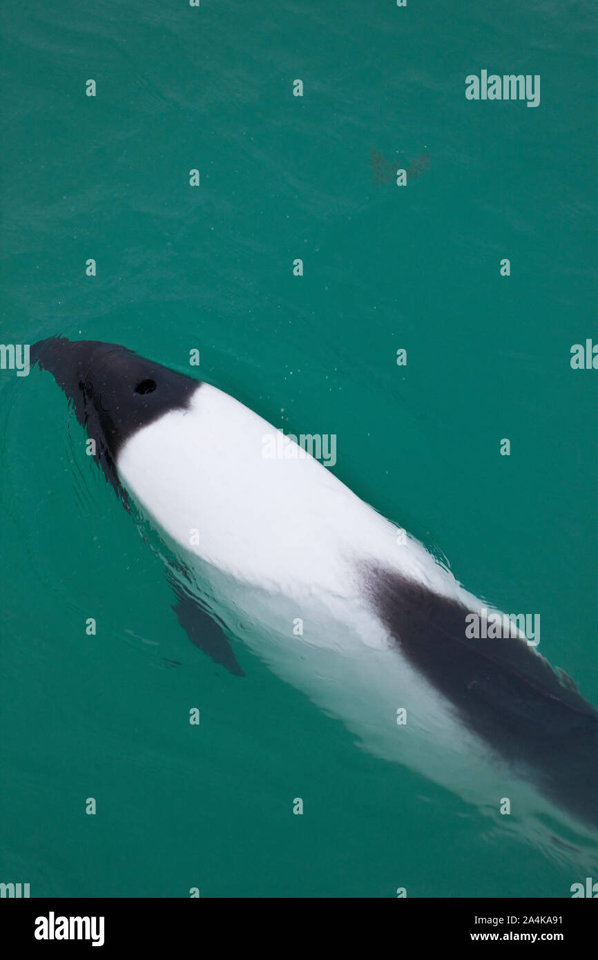 Delfin de commerson tonina overa hi-res stock photography and images ...