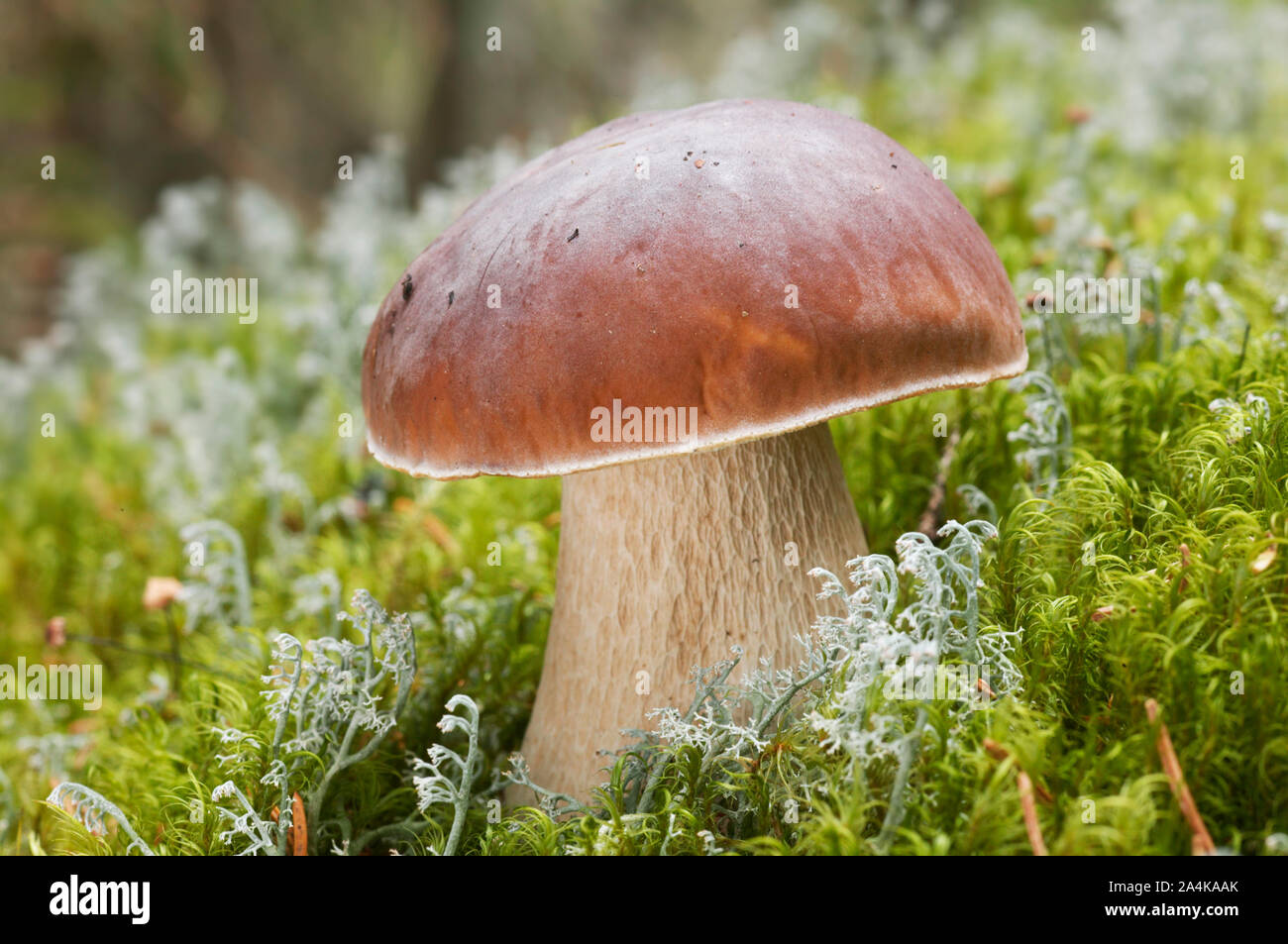 Penny bun bolete (Boletus pinophilus Stock Photo - Alamy